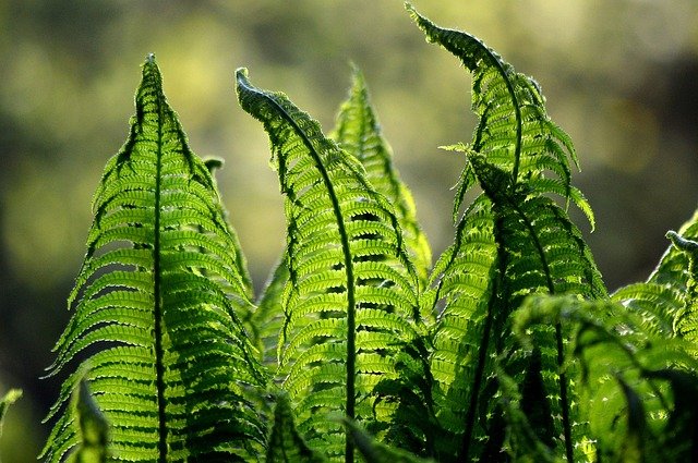 Fern Folklore and Magical Properties – Marble Crow