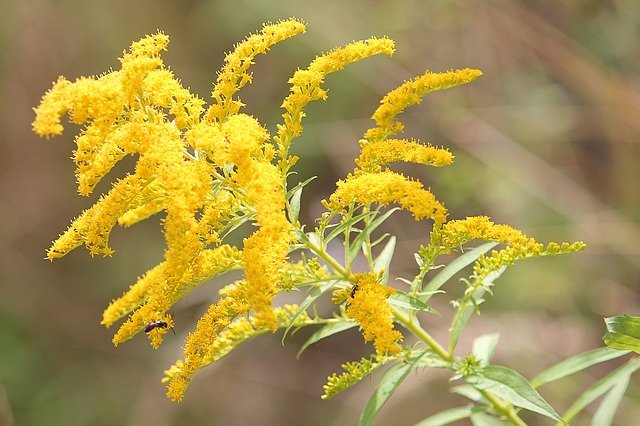 Goldenrod Folklore and Magical Properties – Marble Crow