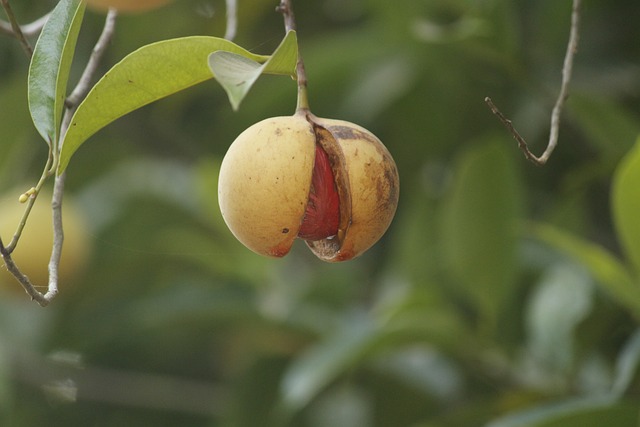 Nutmeg Folklore & Magical Uses – Marble Crow