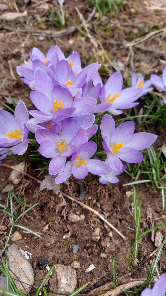 Crocus Folklore & Magical Uses – Marble Crow