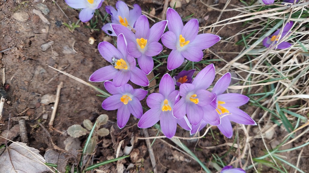 Crocus Folklore & Magical Uses – Marble Crow
