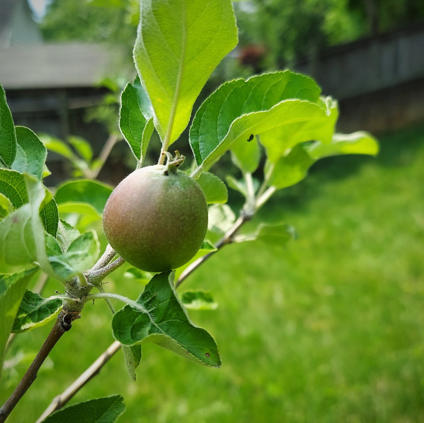 Apple Folklore and Magical Properties – Marble Crow