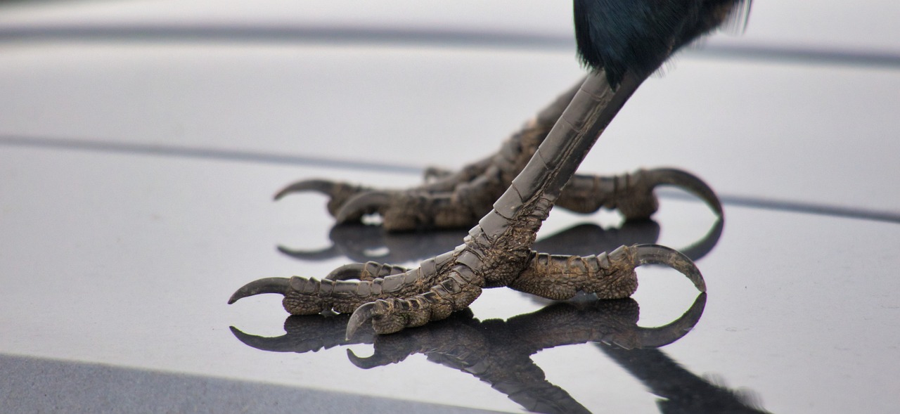This is Boink. – Marble Crow