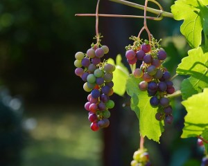 Grape Folklore & Magical Properties – Marble Crow