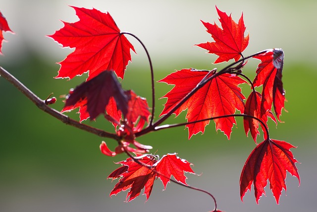 Maple Folklore & Magical Properties – Marble Crow
