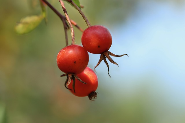 Rosehip Folklore & Magical Properties – Marble Crow
