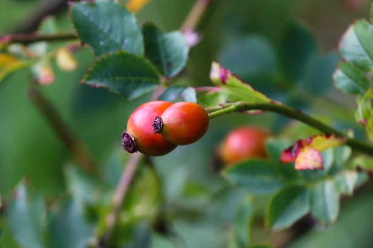 Rosehip Folklore & Magical Properties – Marble Crow