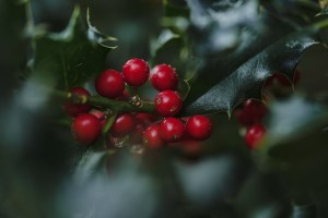 Holly Folklore and Magical Properties – Marble Crow