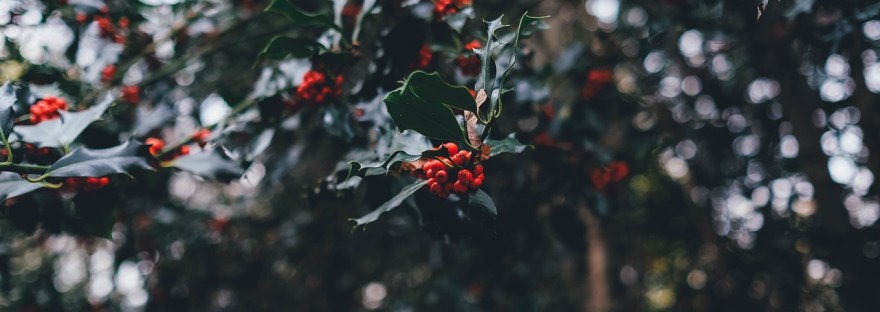 Holly Folklore and Magical Properties – Marble Crow