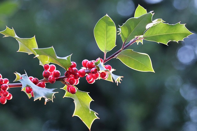 Holly Folklore and Magical Properties – Marble Crow