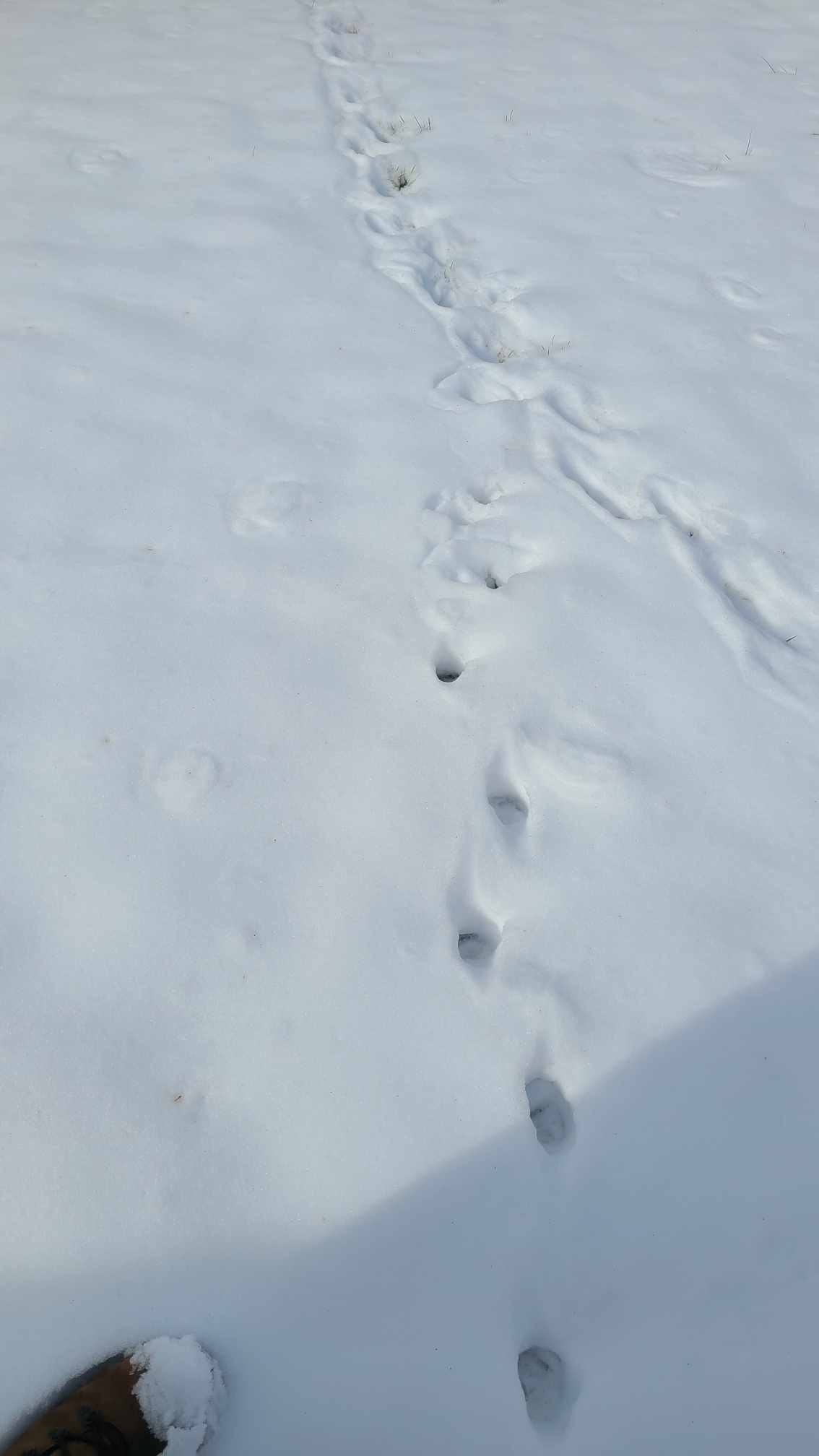 Footprint Folklore & Magical Properties – Marble Crow