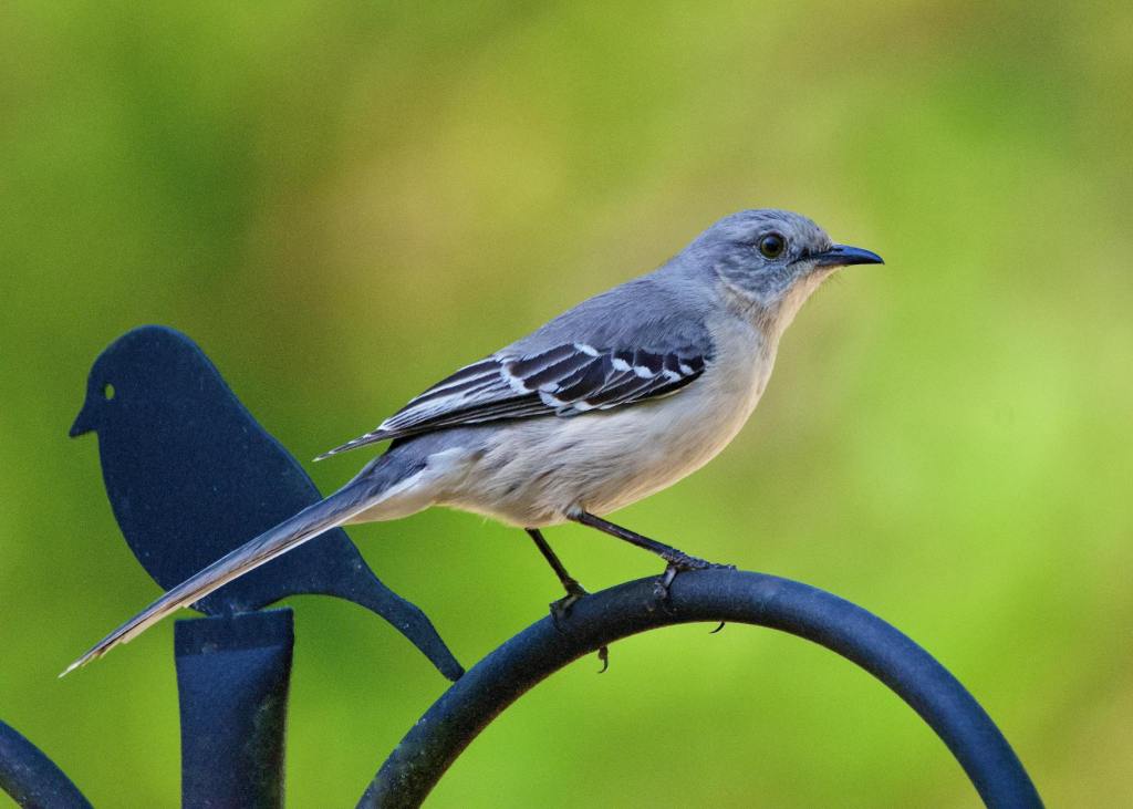 The Magical Meaning of Mockingbirds – Marble Crow