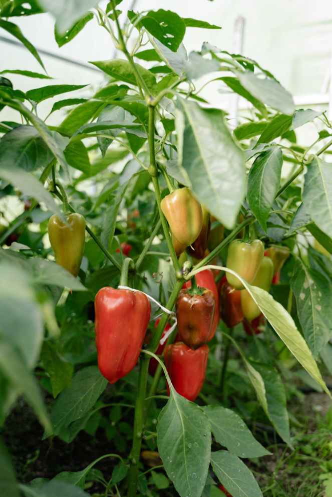 Chili Pepper Folklore and Magical Uses – Marble Crow