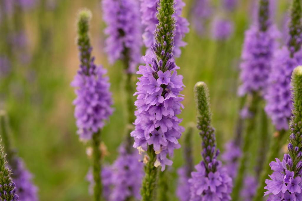 Vervain Folklore and Magical Uses – Marble Crow