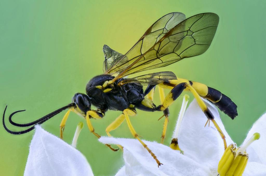 The Magical Meaning of Wasps – Marble Crow