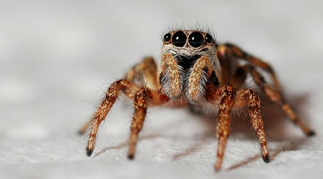 The Magical Meaning of Spiders – Marble Crow