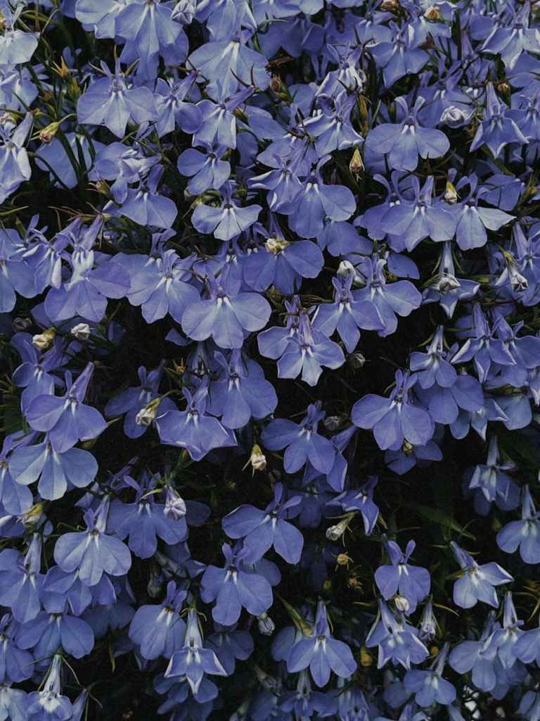 Lobelia Folklore and Magical Properties – Marble Crow