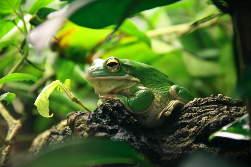 The Magical Meaning and Symbolism of Frogs – Marble Crow