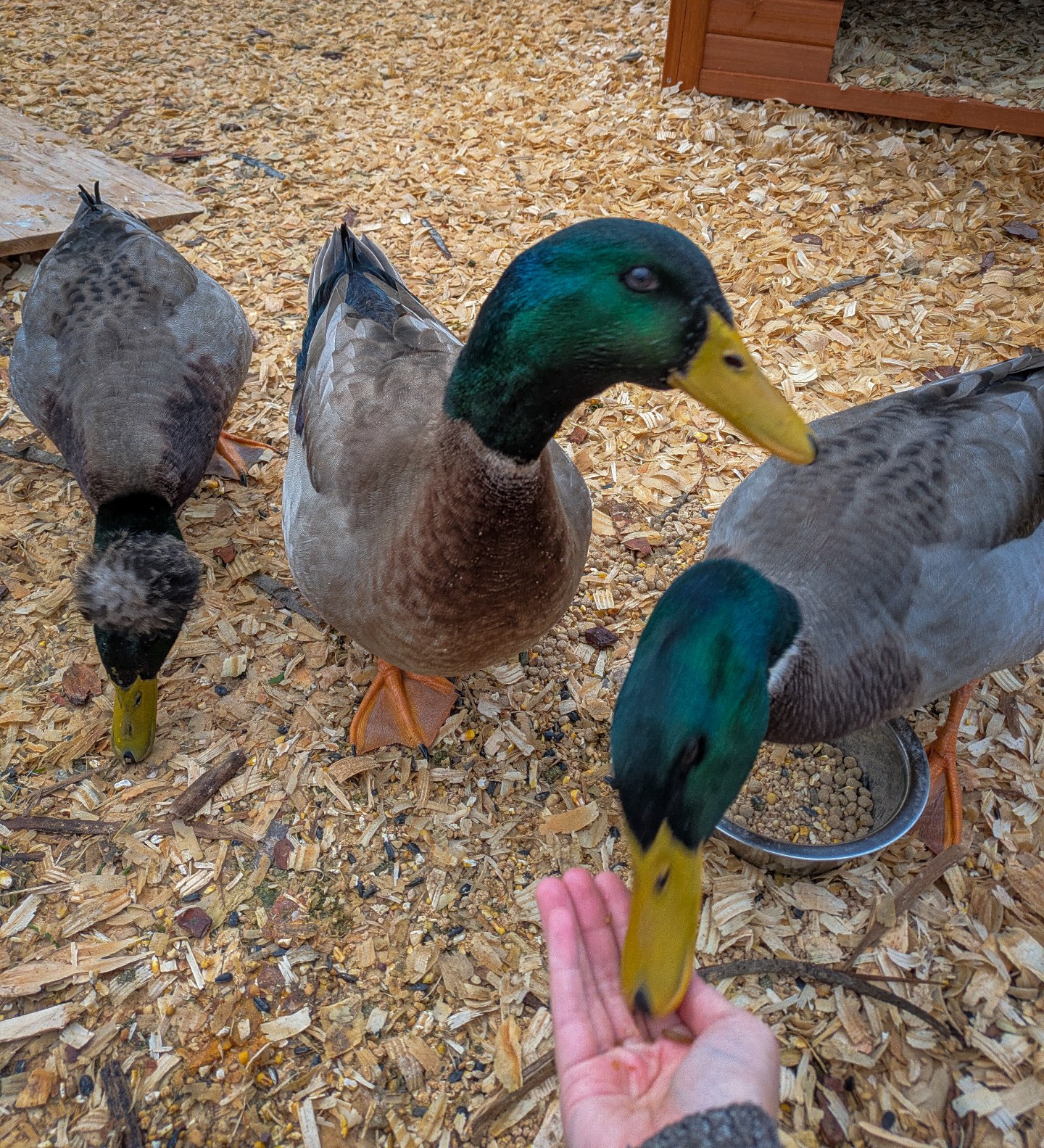 My house caught on fire, and now it has wasps and ducks. – Marble Crow